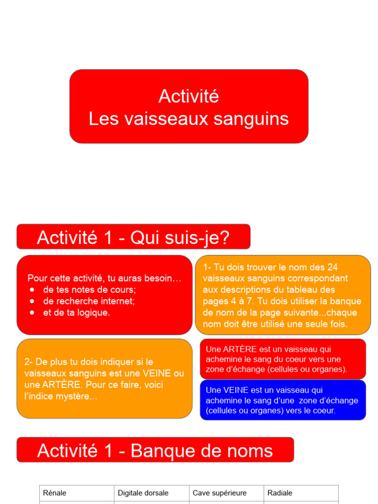 ST3 - Vivant - B4 - Vaisseaux - Sanguins | PDF