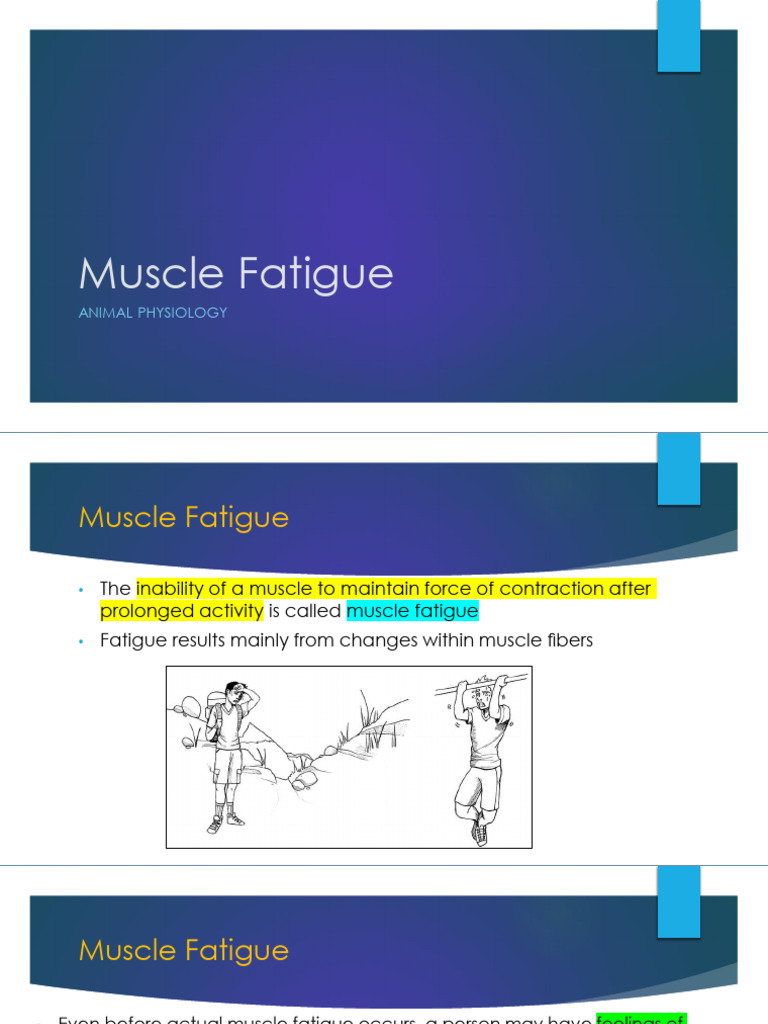 Muscle+Fatigue | PDF | Cellular Respiration | Muscle Contraction