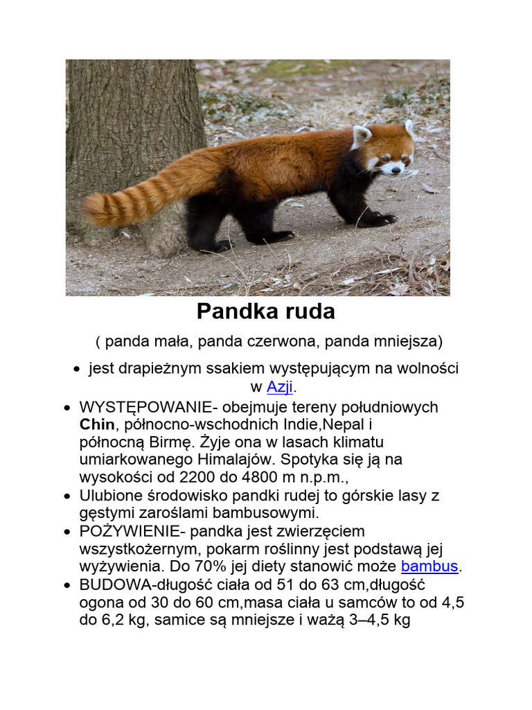 Panda Ruda4 | PDF