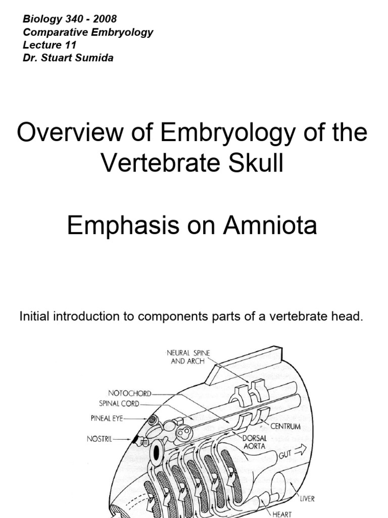 Vertebrate Skull | PDF | Foreign Language Studies | Science & Mathematics