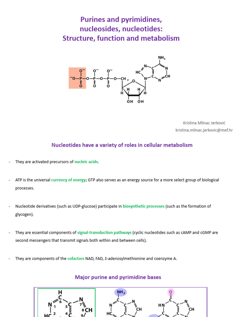 Lecture_Purines_and_pyrimidines_KMJ_1 (3) | PDF | Nucleotides | Biosynthesis