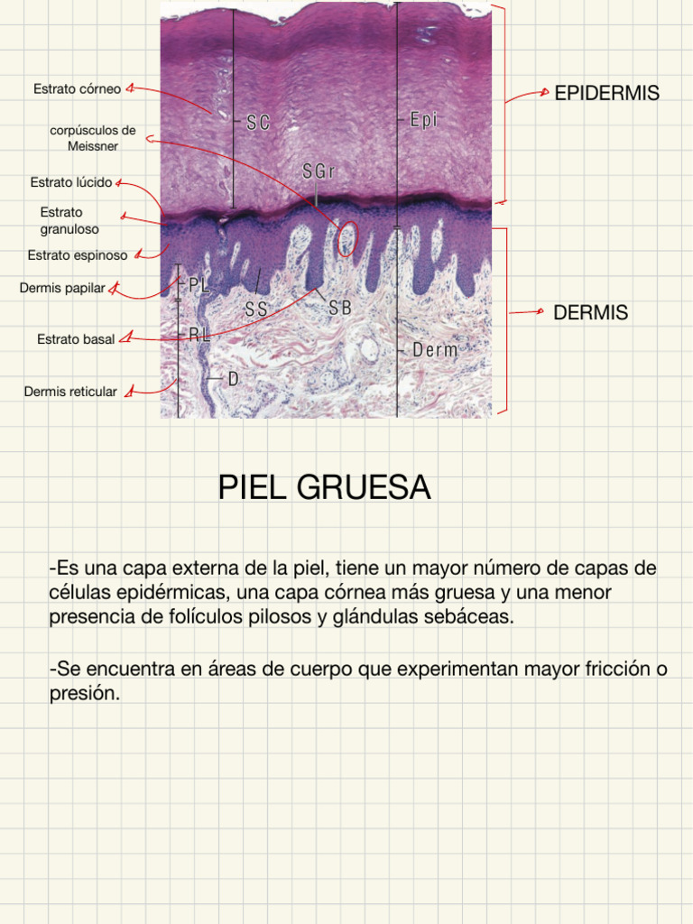 Trabalho Histo | PDF | Piel | Epidermis