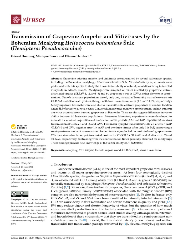 Viruses 14 01430 v2 | PDF | Reverse Transcription Polymerase Chain Reaction | Vitis