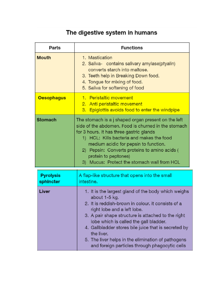 Digestive System | PDF