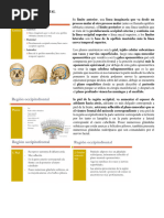 Region Superciliar ANATOMIA 2 FOLP | PDF | Anatomía humana | Cabeza y ...