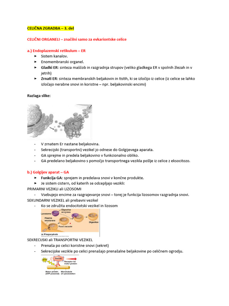 Celična Zgradba 3. Del | PDF