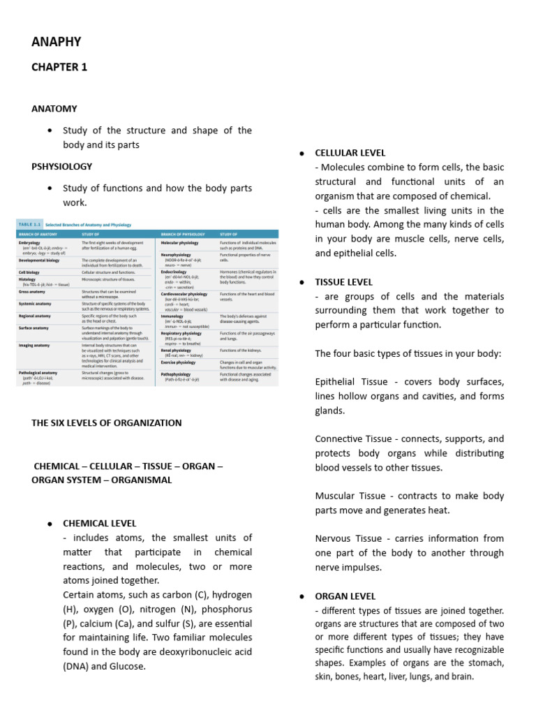 ANAPHY REV Chapt 1 | PDF | Human Body | Anatomical Terms Of Location