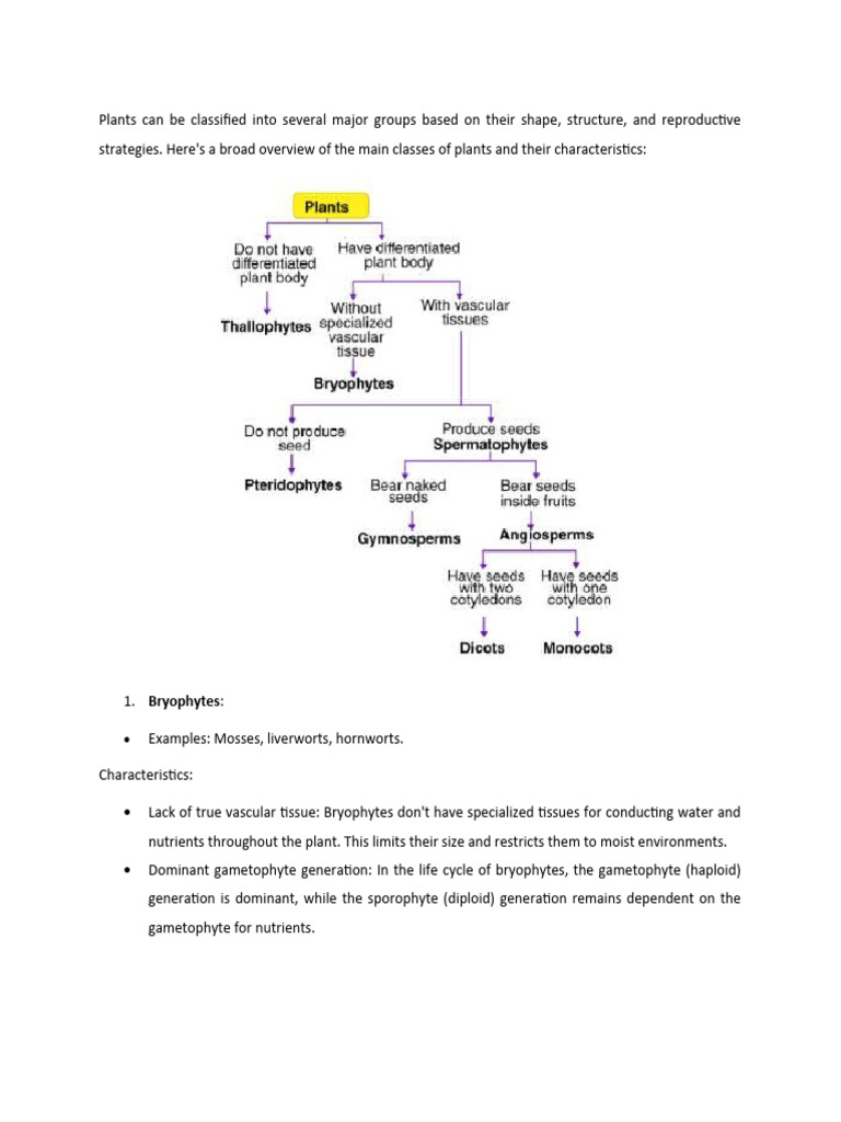 Major Plant Groups and Their Traits | PDF | Fern | Fertilisation
