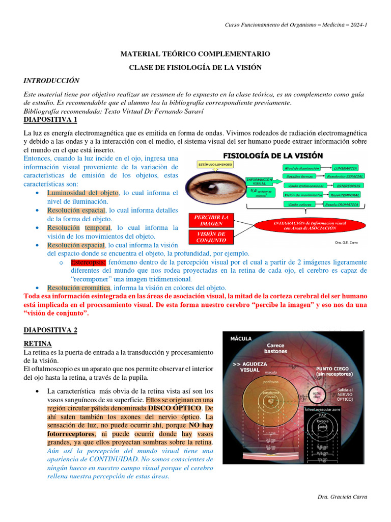 Material Teórico Complementario Visión-2024-Carra | PDF | Percepción visual | Receptor Nmda
