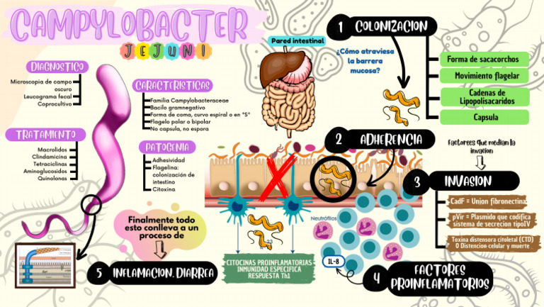 INFOGRAFIA CAMPYLOBACTER JEJUNI | PDF