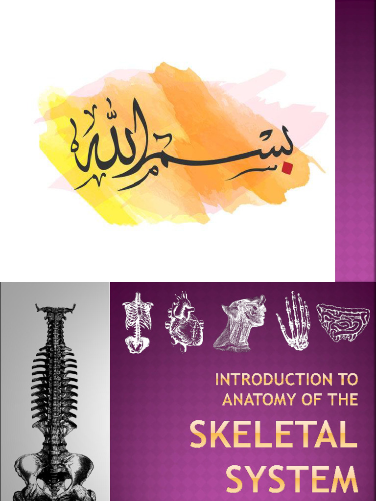 Lecture 3 - Introduction To Anatomy of Skeletal System | PDF