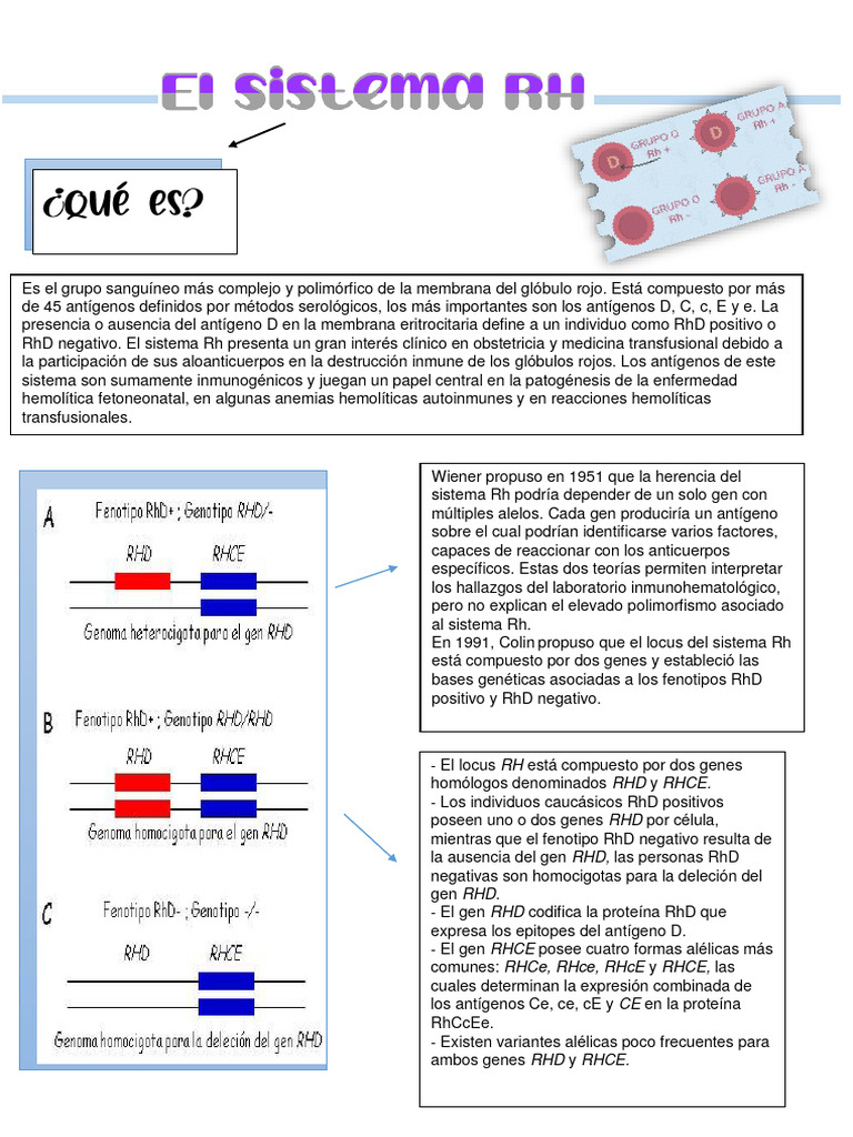 Sistema Rh: Genética y Función Eritrocitaria | PDF | Gene | Biología ...