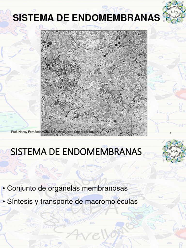 Sistema de Endomembranas: Funciones y Componentes | PDF | Retículo ...