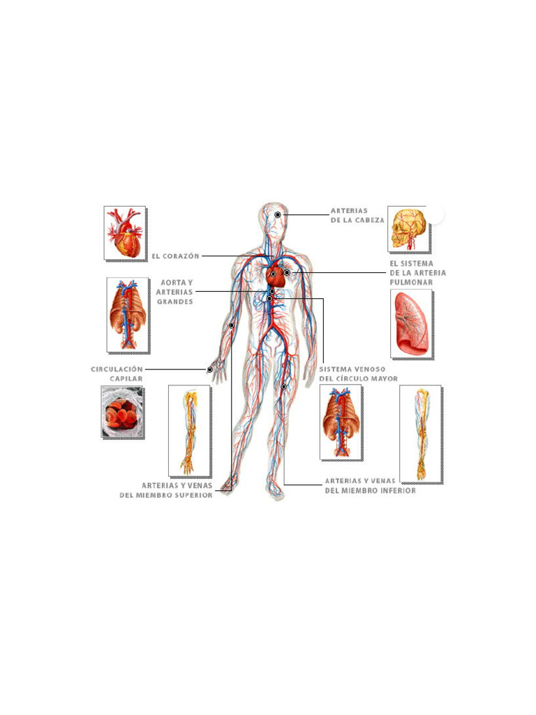 Sistema Circulatorio Para Niños Pdf Pdf