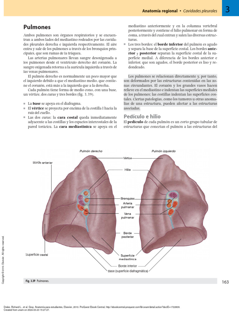 Gray. Anatomía para Estudiantes - (PG 192 - 201) | PDF