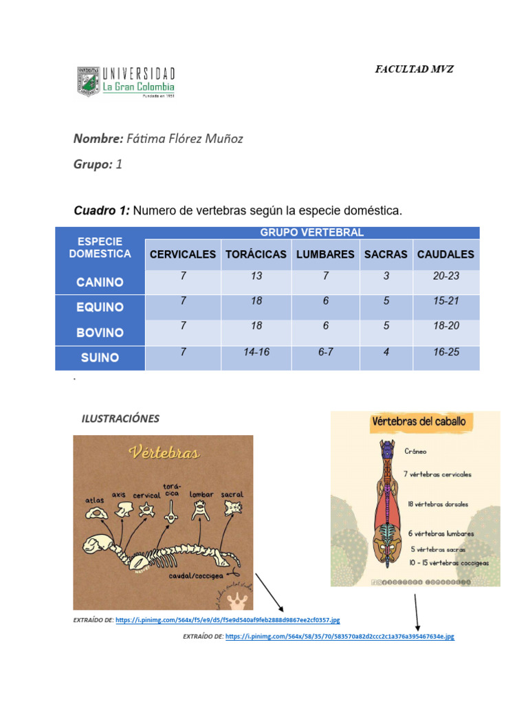 Formula Vertebral | PDF