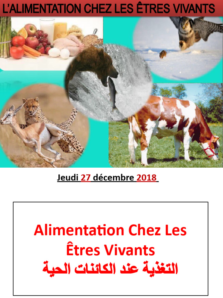 Alimentation des Êtres Vivants | PDF | Tractus gastro-intestinal | Dent