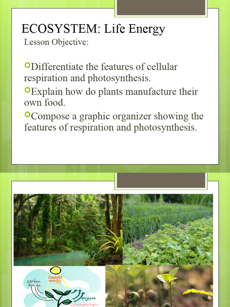 Photosythesis PPT 15-16 | PDF | Photosynthesis | Cellular Respiration