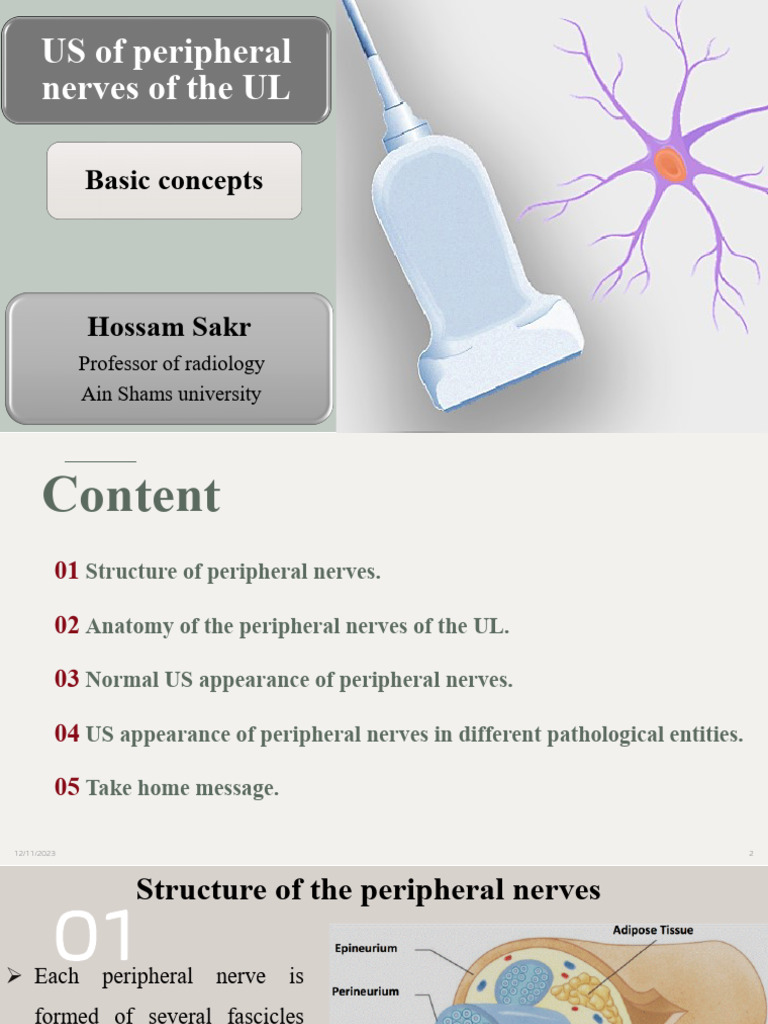 Basic Us of Ul Nerves | PDF | Arm | Anatomy