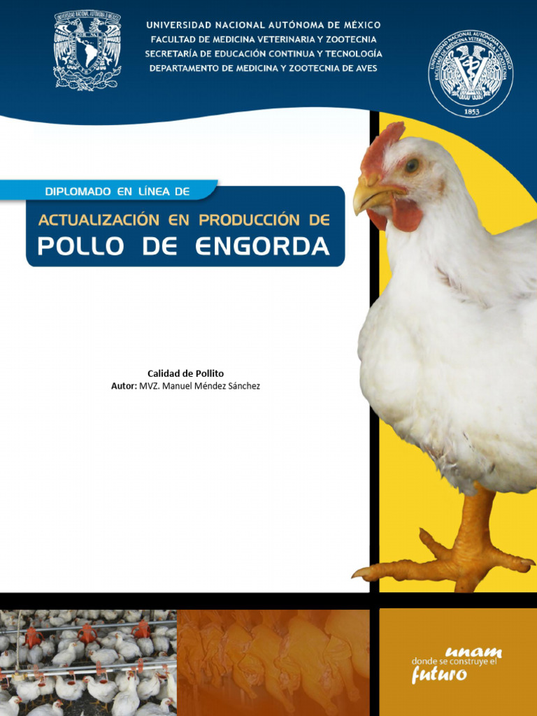Calidad de Pollito | PDF