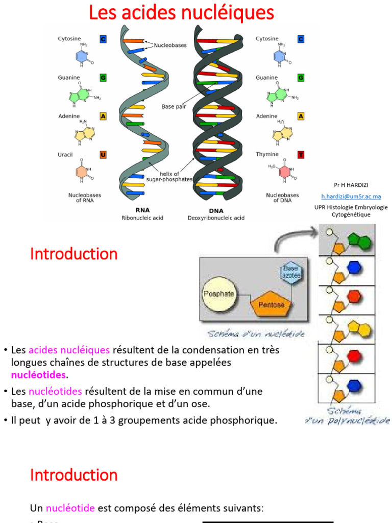 Comprendre les acides nucléiques et leur structure | PDF | Sciences et ...