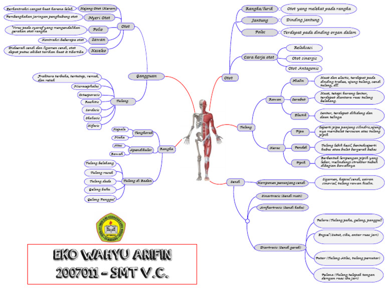 Mind Mapping Sistem Muskulosekeletal | PDF