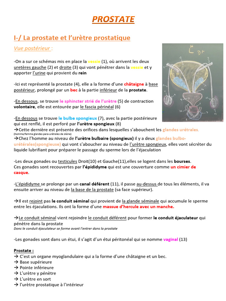 Anatomie et Fonction de la Prostate | PDF | Prostate | Système reproducteur