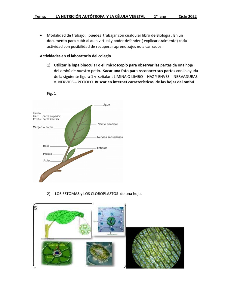 Nutrición Autótrofa y Célula Vegetal | PDF | Plantas | Hoja