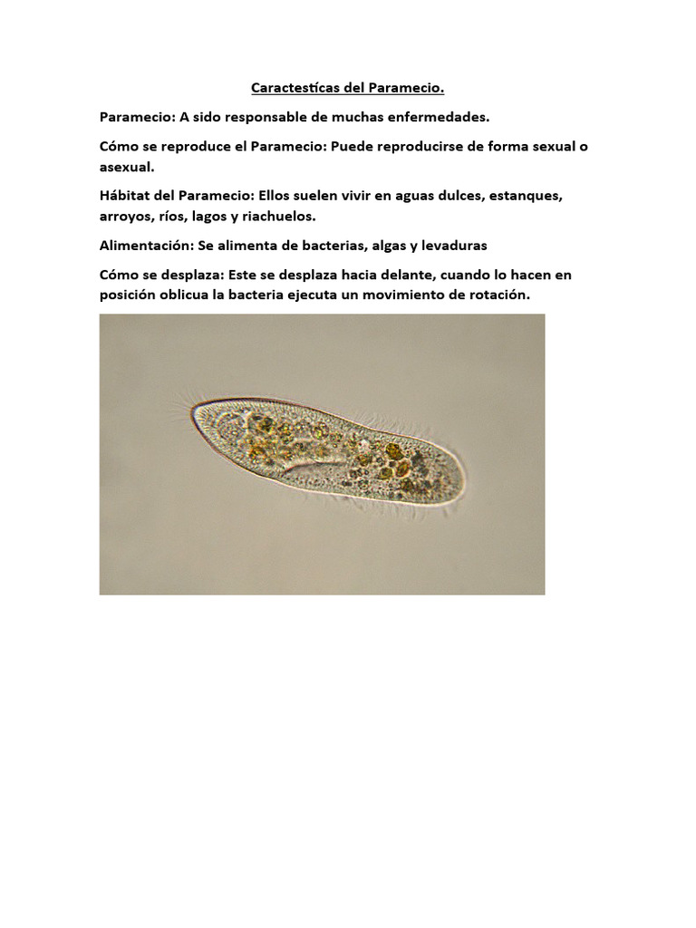 Paramecio | PDF | Ciencia y matemáticas | Tecnología