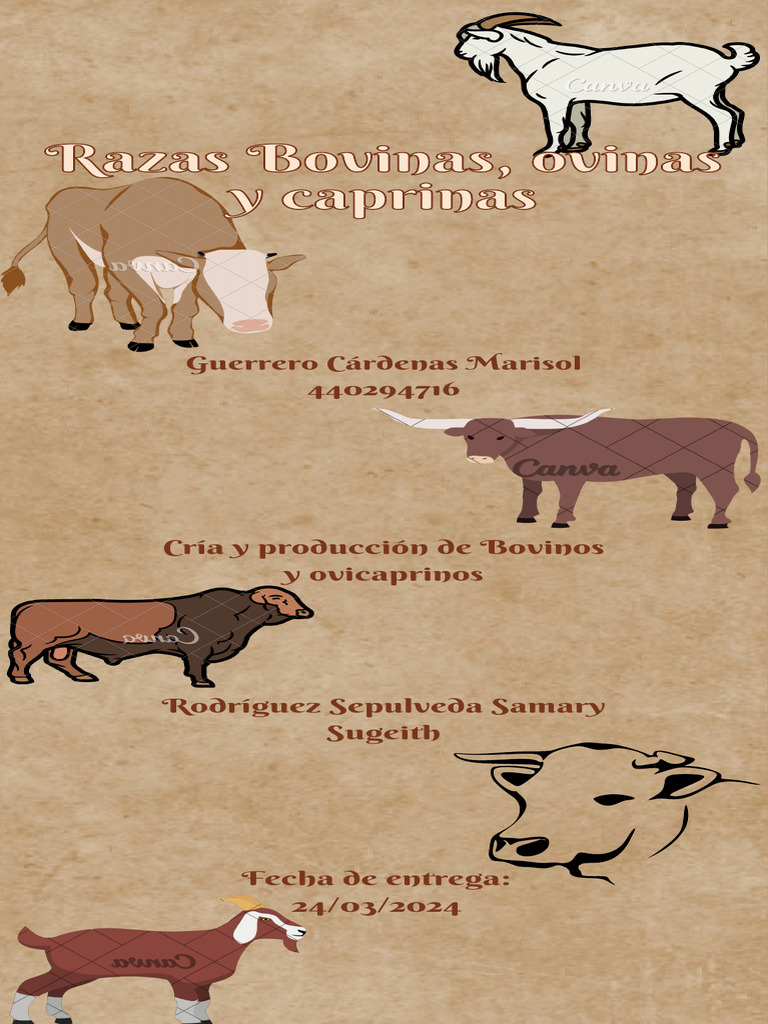 Razas Bovinas, Ovinas y Caprinas | PDF | Vacas | Carne