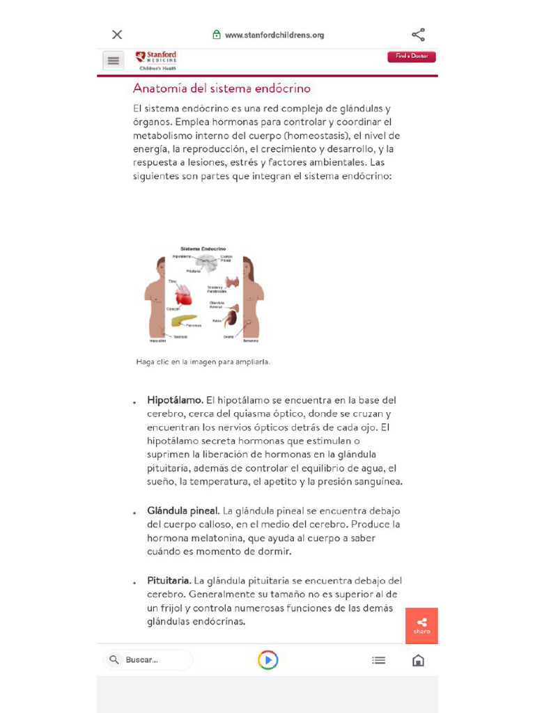 Sistema Endocrino Investigación | PDF