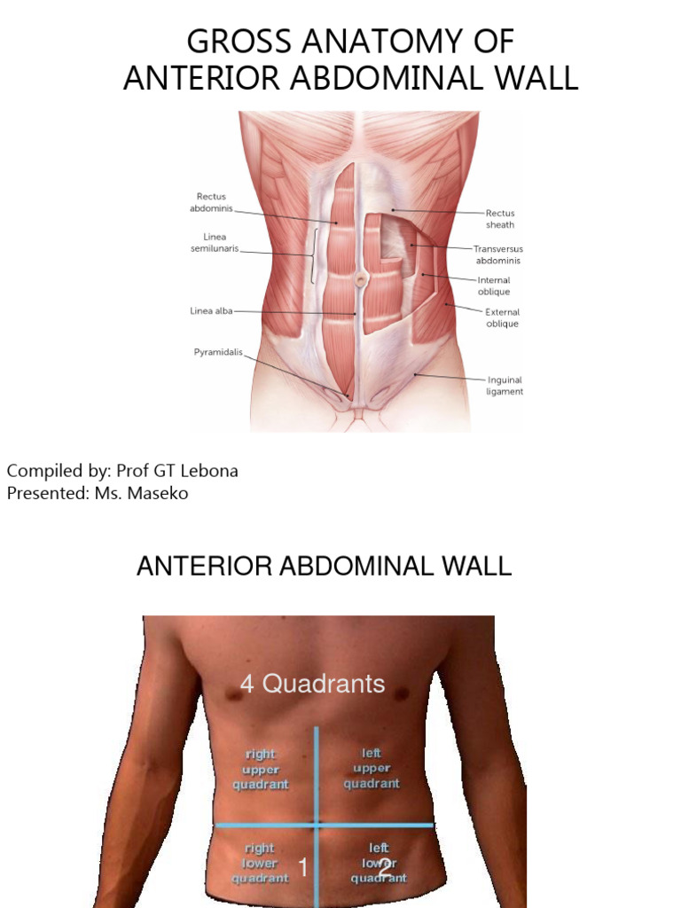 Anatomy Anterior Abdominal Wall PhysioOsteoGram | ABDOMINAL WALL