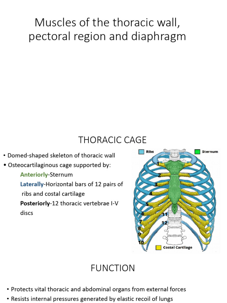 Muscles of The Thoracic Wall, Pectoral Region - 2023 - 1 | PDF | Thorax ...