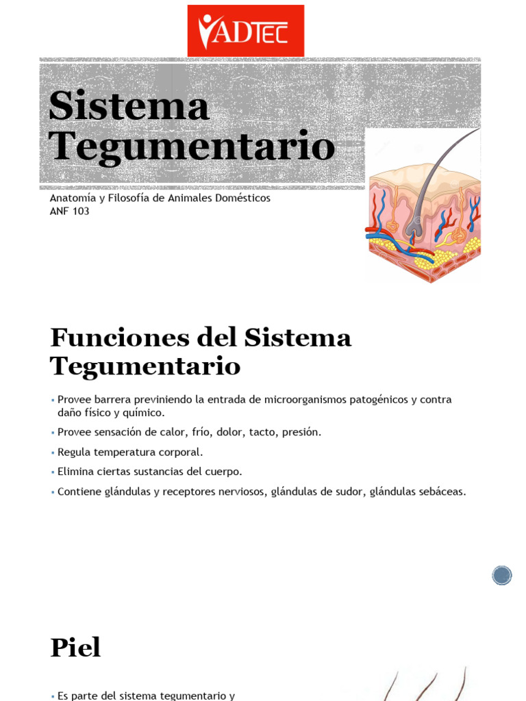 3 +Sistema+Tegumentario | PDF | Piel | Sistema tegumentario