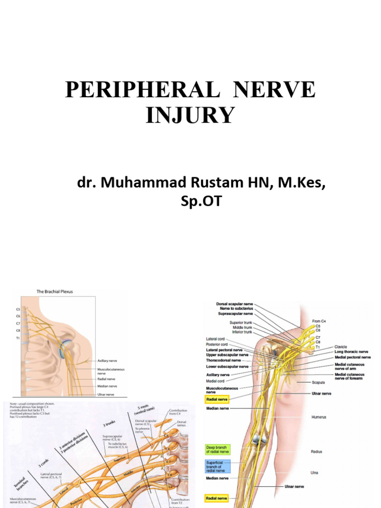 Peripheral Nerve | PDF | Elbow | Musculoskeletal System