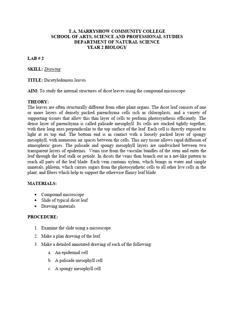 Dicotyledonous Leaf Structure Lab | PDF