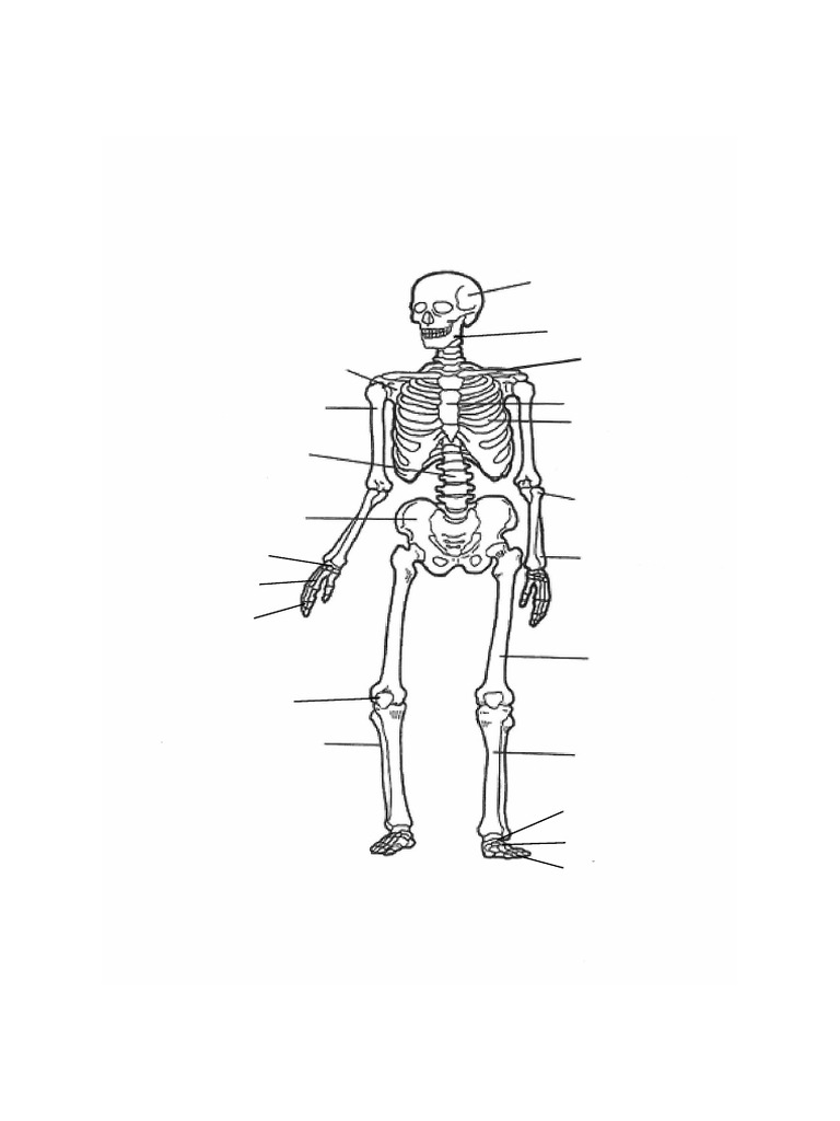 Skeleton | PDF