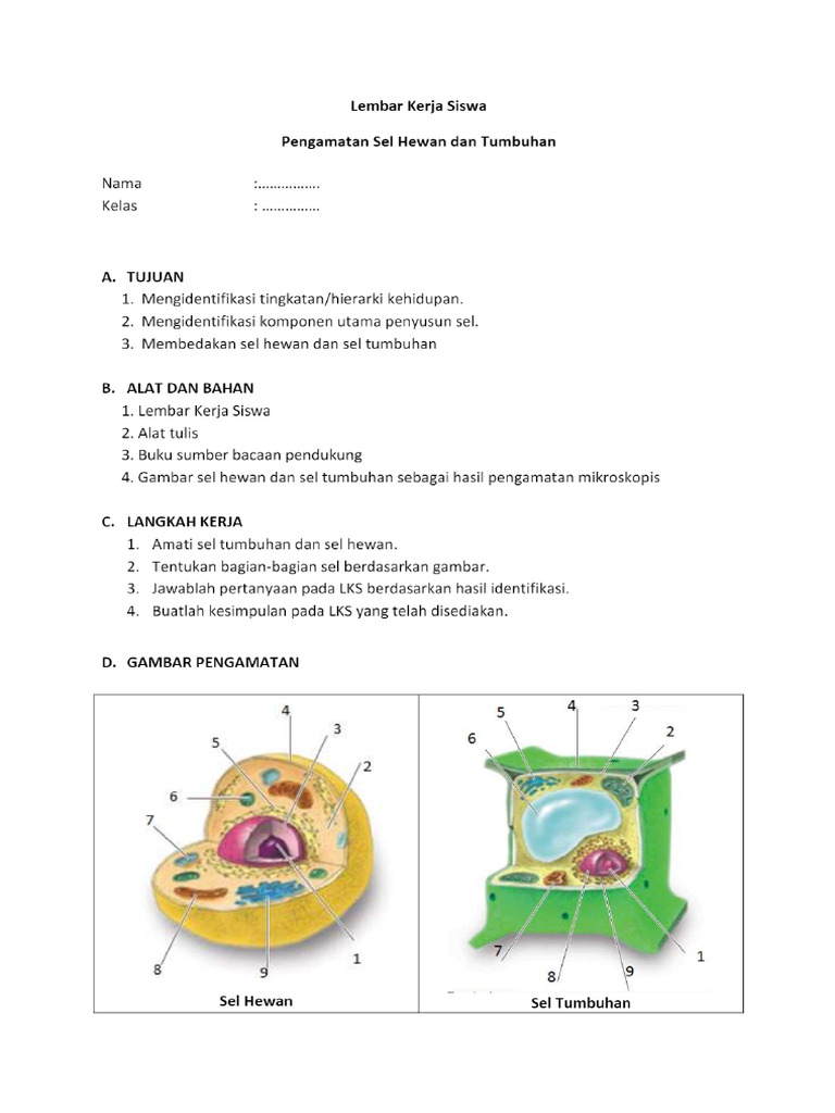 LKS Pengamatan Sel Hewan Dan Tumbuhan | PDF