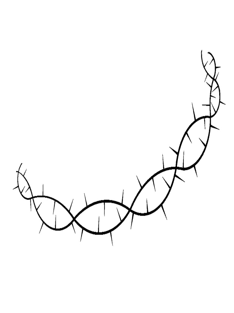 Thorns | PDF