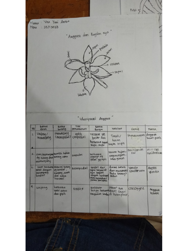 Gambar Dan Identifikasi Bunga Anggrek | PDF