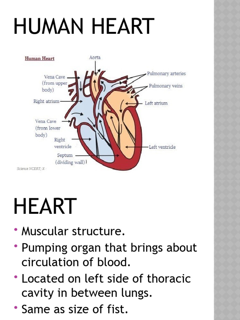 Biology - Human Heart | PDF