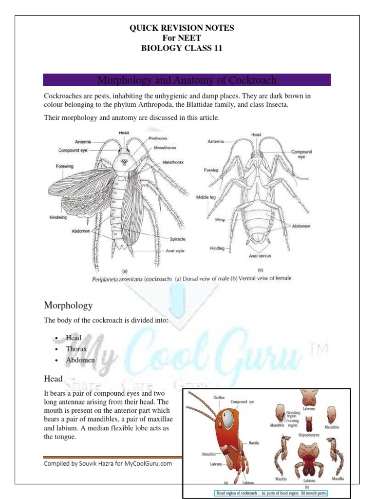 Morphology and Anatomy of Cockroach | PDF | Anatomy | Animal Anatomy