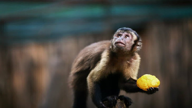 Capuchin Monkey | PDF