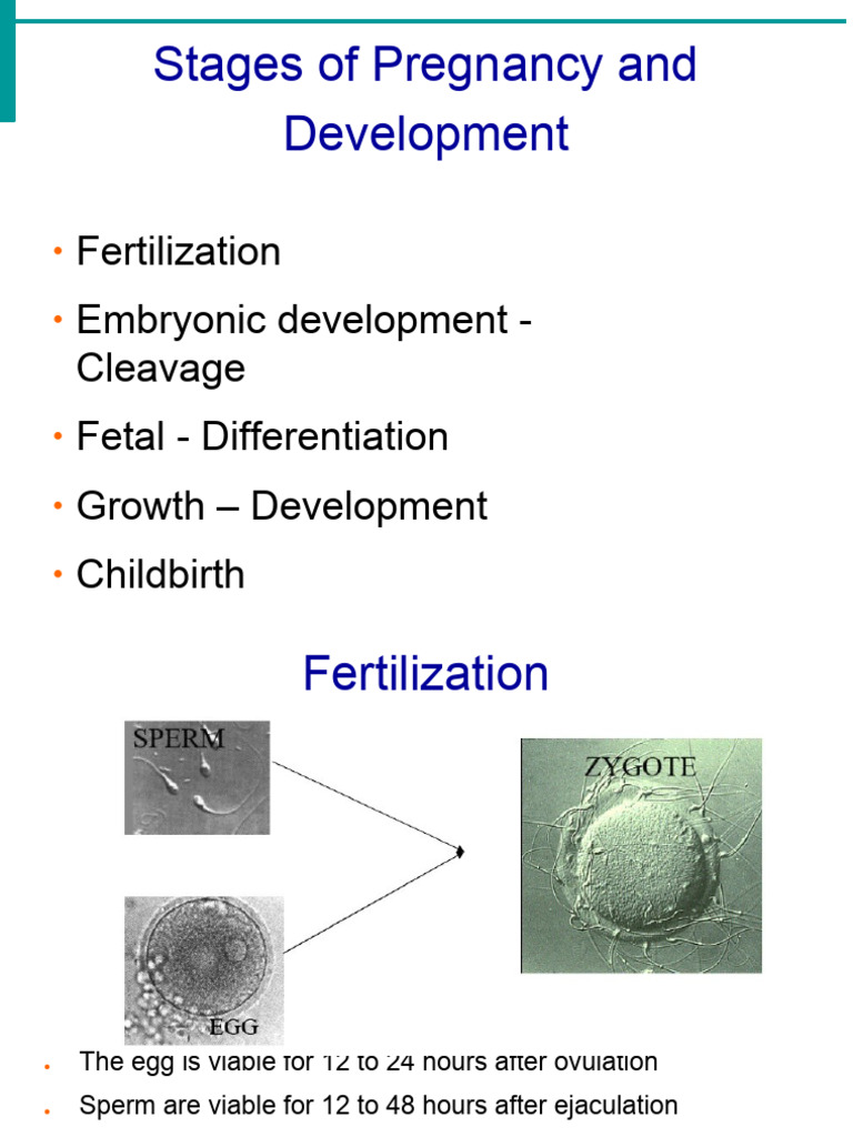 Pregnancy Stages: From Fertilization to Birth | PDF