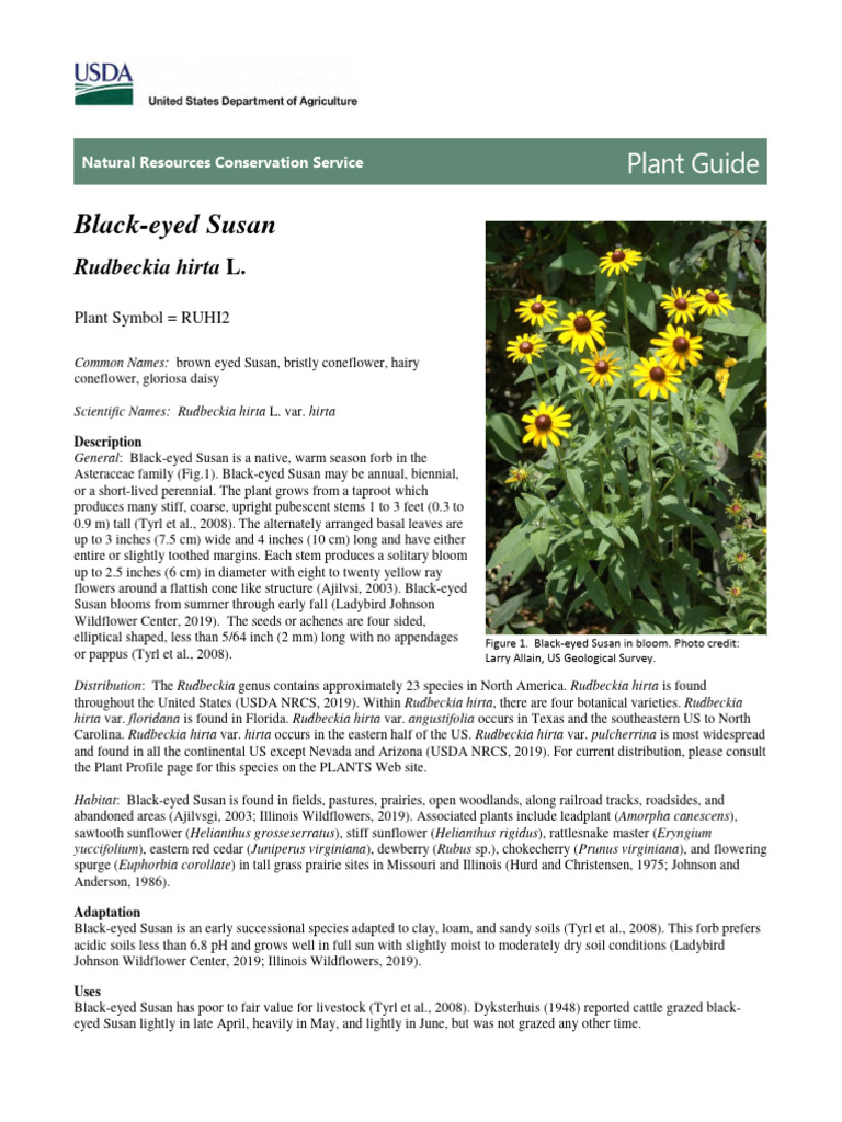 Black Eyed Susan | PDF | Seed | Weed