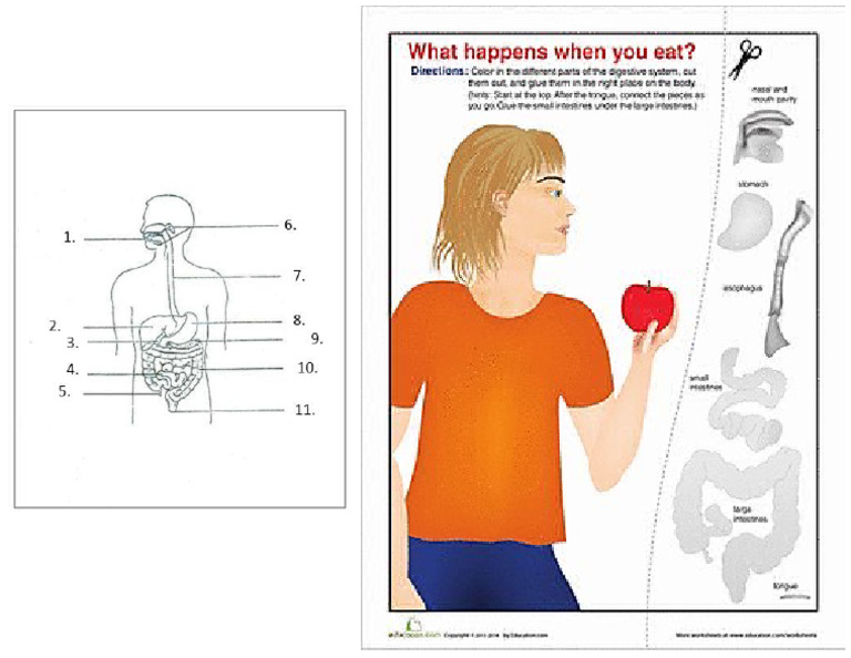 Activity Sheets | PDF