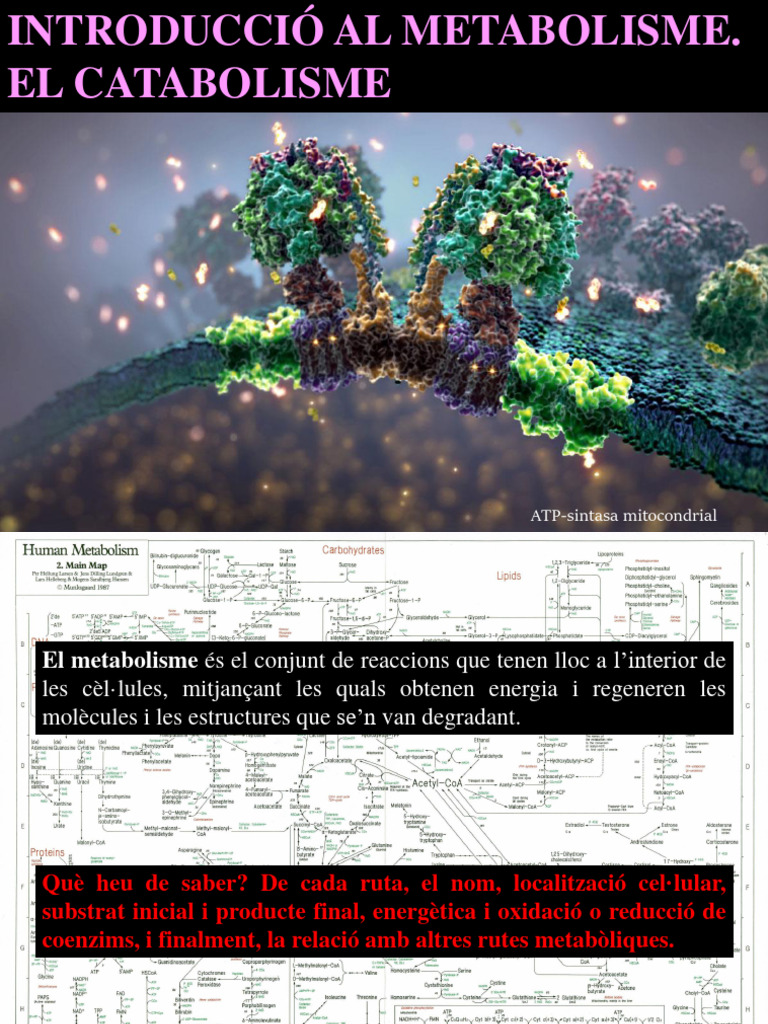 Introducció Al Metabolisme. El Catabolisme | PDF