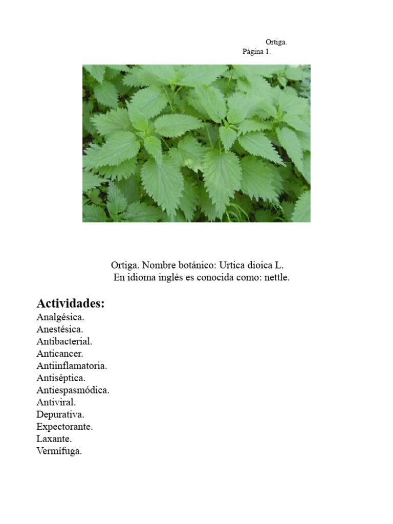 Guia Sobre La Ortiga | PDF | Cáncer | Especialidades Medicas