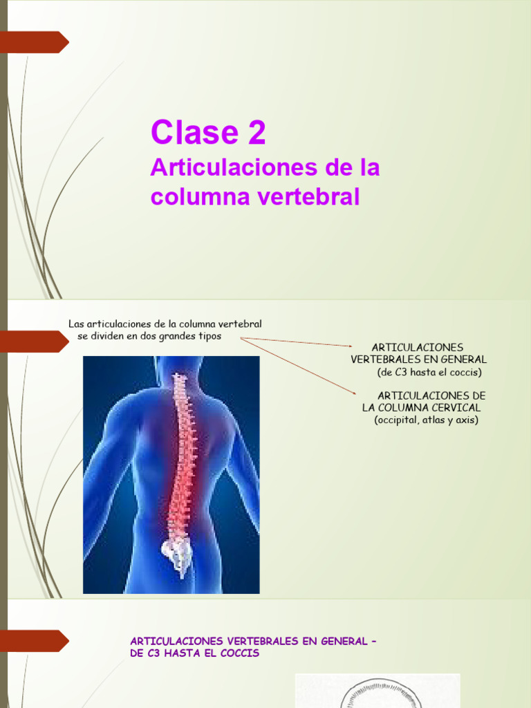 Clase 02-22-Articulaciones de Columna Vertebral | Descargar gratis PDF | La columna vertebral ...