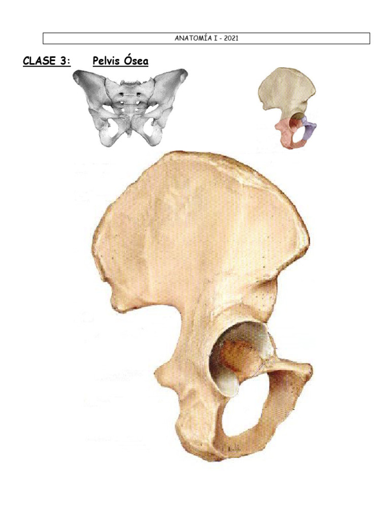 Clase 03 - pelvis | PDF | Pelvis | Articulación